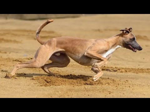 Slow Motion Dog Movements - YouTube