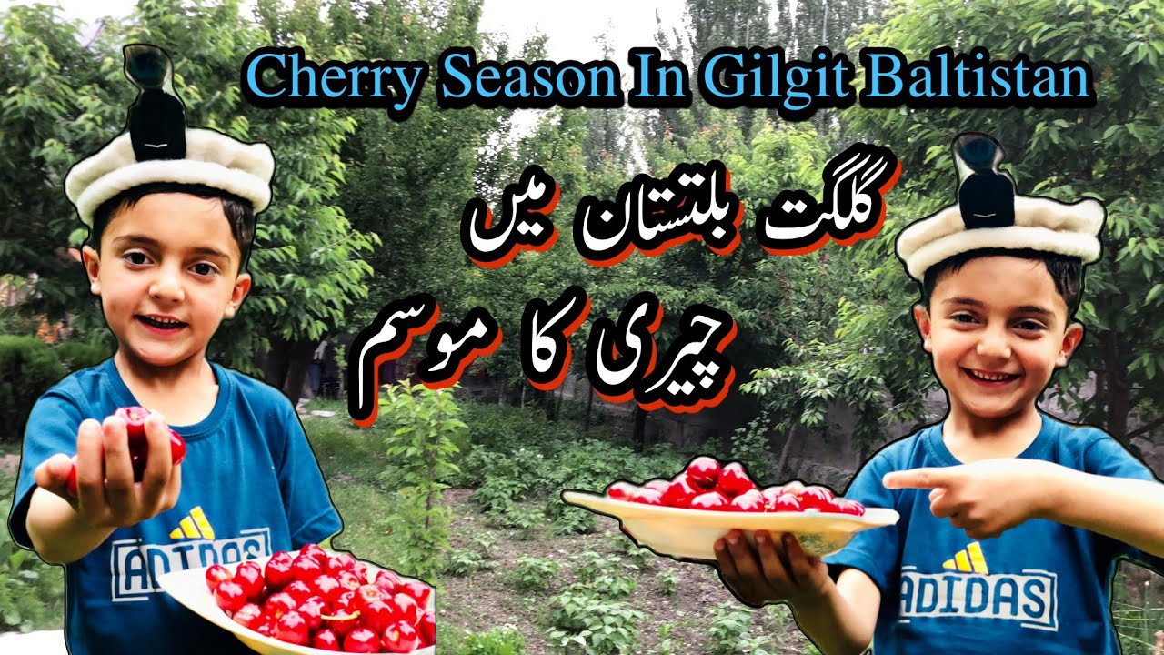 🍒 Cherry Season In Gilgit Baltistan | Cherry Ka Khubsurat Bagh | Cherry ...