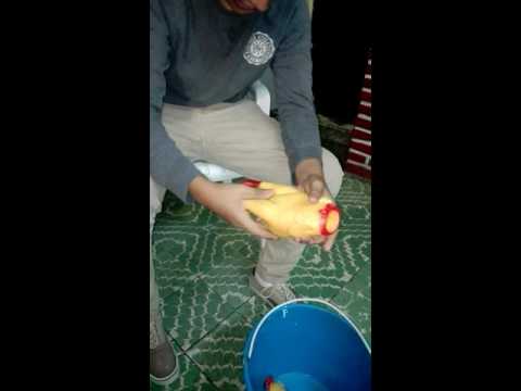 Tutorial para matar un pollo 🐣