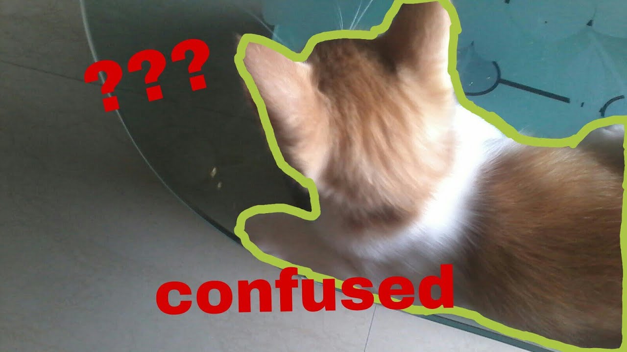 Cat is confused? (funny) - YouTube
