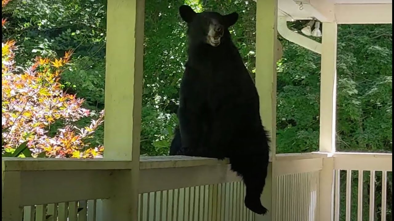 Bear Simone — How to Entitlement - YouTube