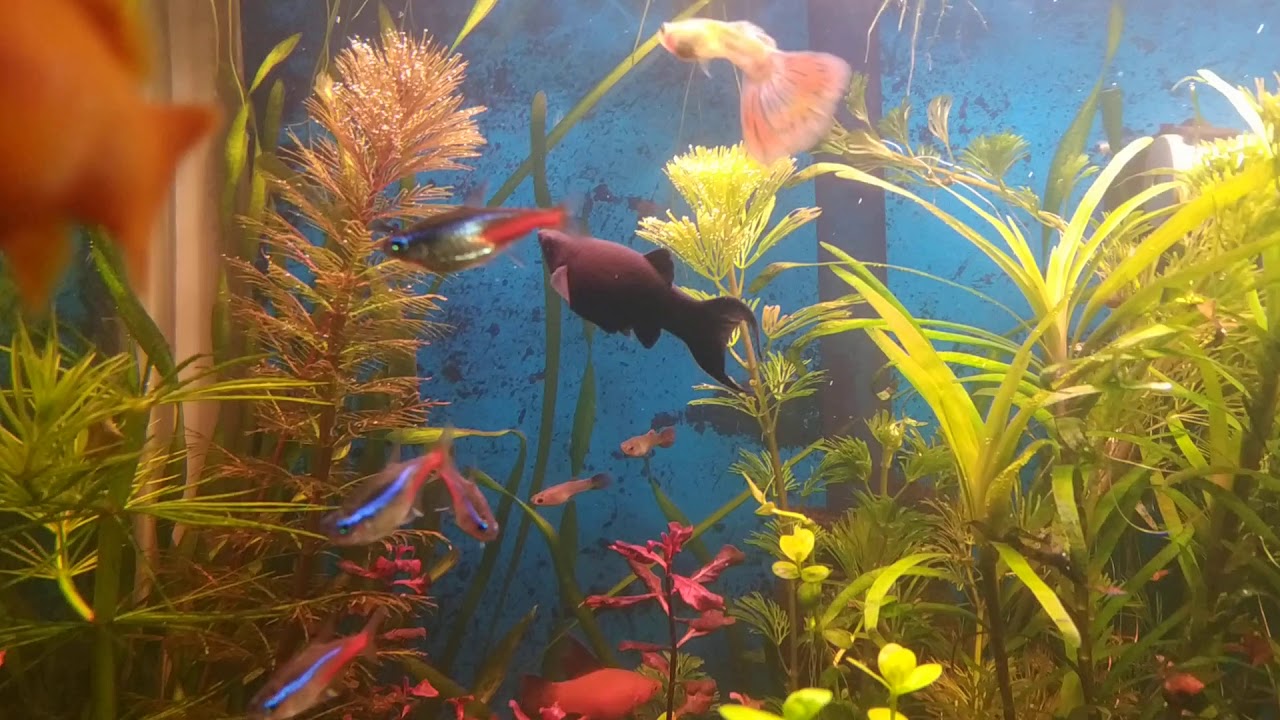 Аквариум Джебо R390 - YouTube
