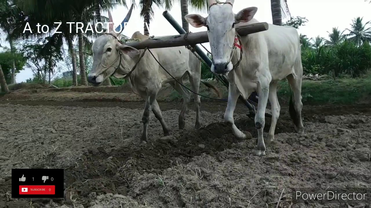 Bullock performance|bullocks|bullockcart| Bullock race - YouTube