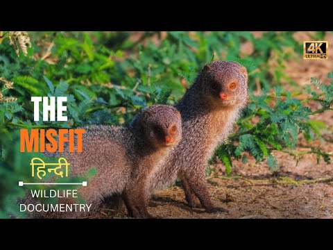 THE MISFIT - हिन्दी डॉक्यूमेंट्री | Wildlife documentary in Hindi