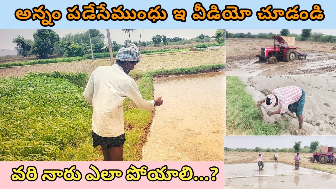 vari naaru naatatam ela telusukondi ll vari naaru veyatam ll farming ...
