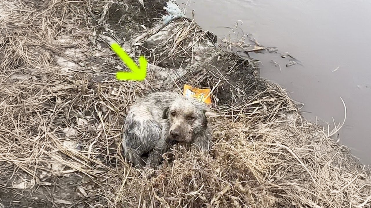 Jaw broken in half and rotting, the dog cried and couldn't believe what ...