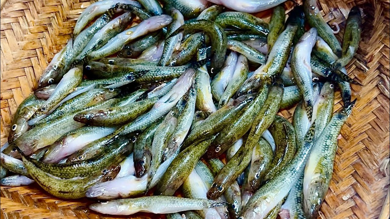 Pinangat na biya in ilocano bunog using manggang kalabaw umayen ...