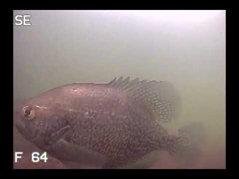 Crappie on The Beds During The Spring Spawn - YouTube