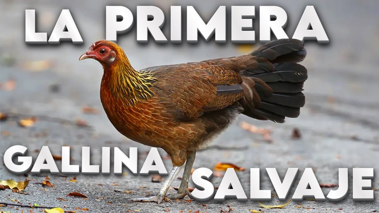 LA PRIMERA GALLINA: El ancestro de todos los pollos que conocemos - YouTube