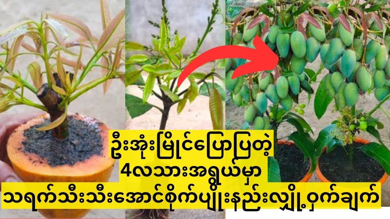 သရက်ခြံပိုင်ရှင်ဦးအုံးမြိုင်ပြောပြတဲ့ 4လအတွင်းသရက်သီးသီးစေတဲ့လျှို့ဝှက