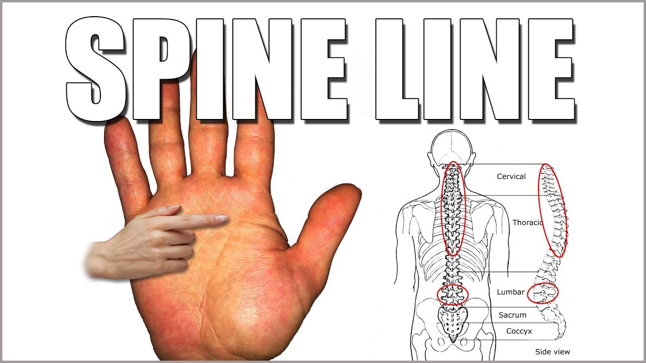SPINE LINE Male Palm Reading | Palmistry #177 - YouTube