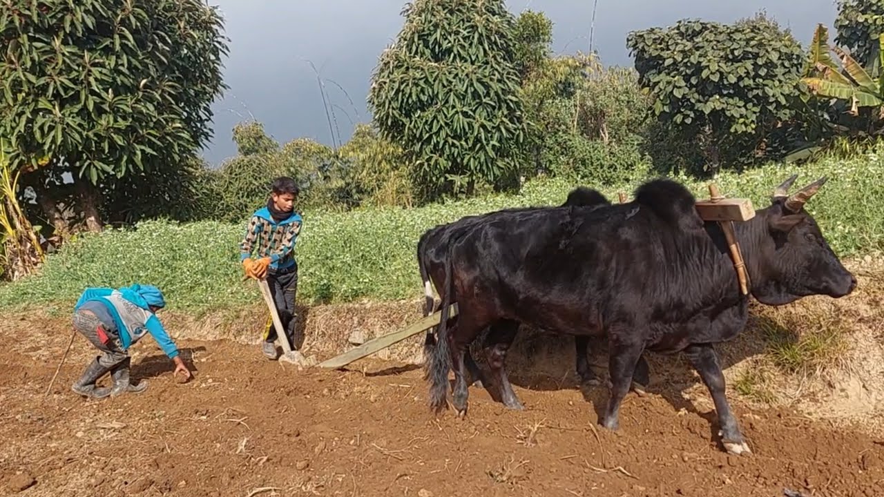 Brothers doing very hard work plowing oxen in a Nepali village life ...