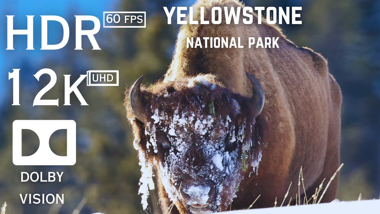 Wildlife in Yellowstone: A 4K Video Journey - YouTube