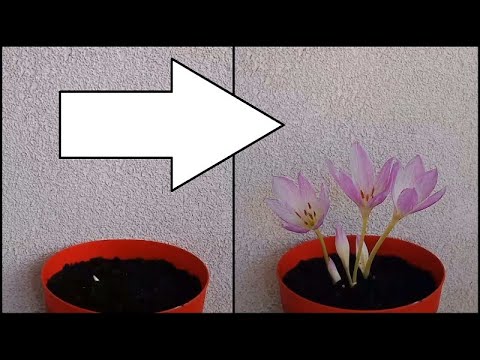 Time Lapse Of An Autumn Crocus Plant Growing - YouTube