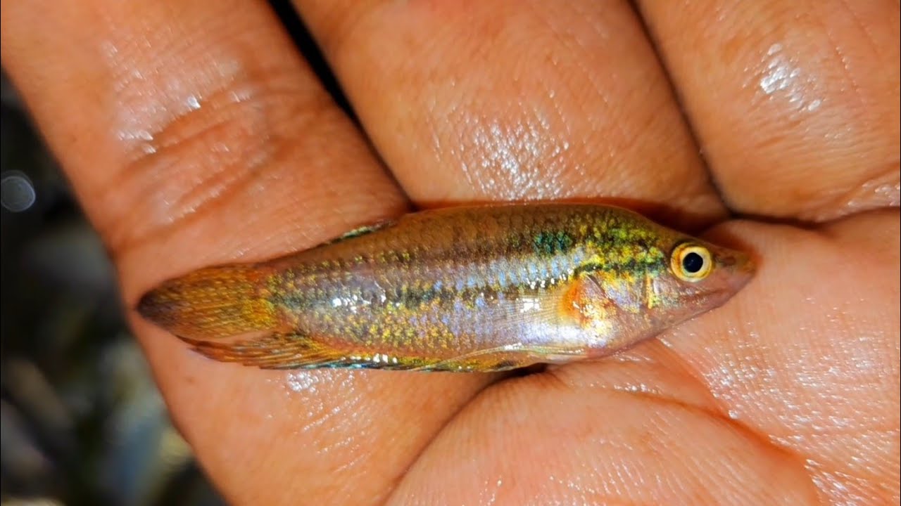 The tequila splitfin ? mexican tequila fish ? - YouTube