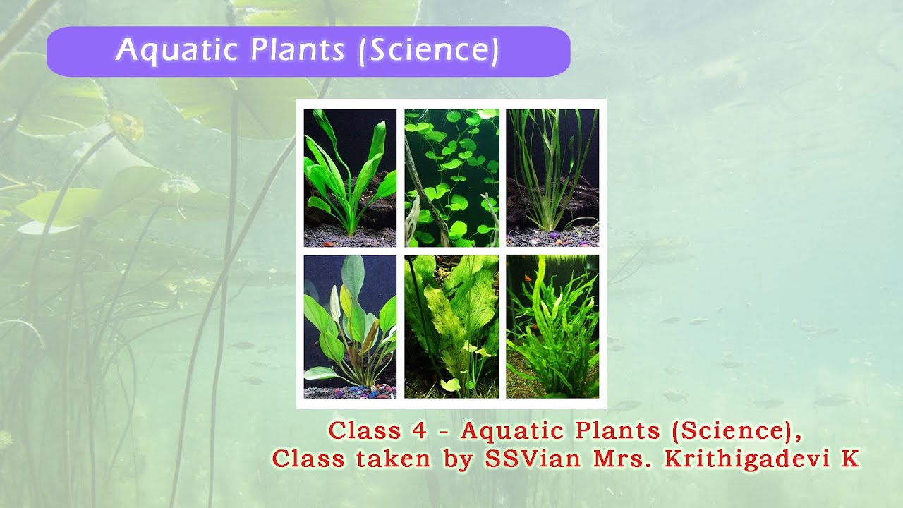 Aquatic Plants Science YouTube Aquatic Plants Science YouTube