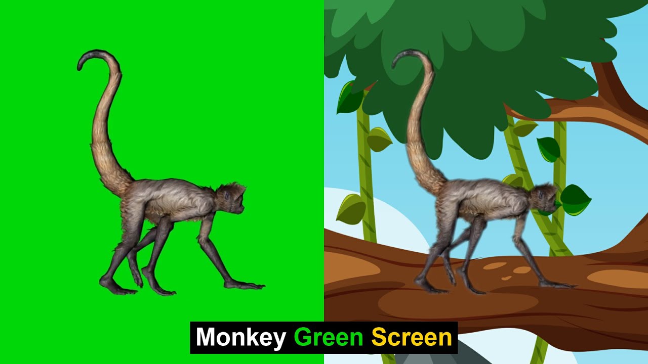 Monkey Green Screen Background | Monkey Pose Set | Green Background ...