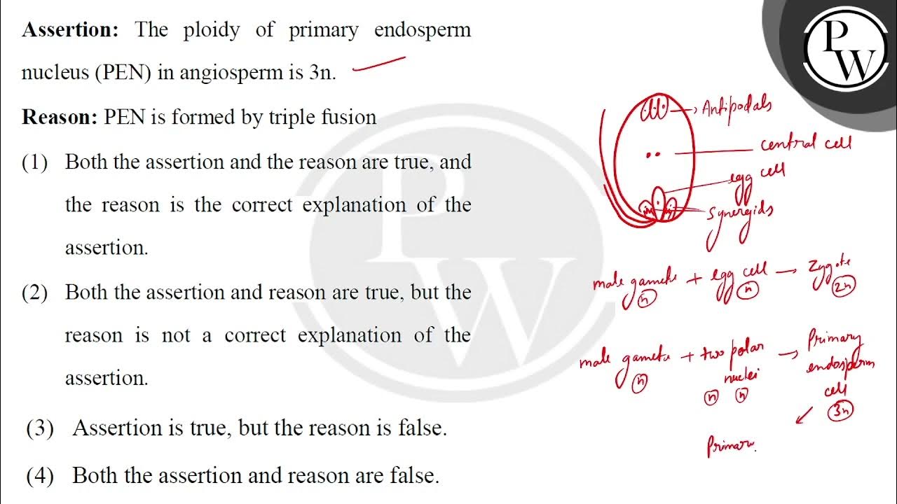 Assertion: The ploidy of primary endosperm nucleus (PEN) in angiosperm is \( 3 \mathrm{n} \). Re ...