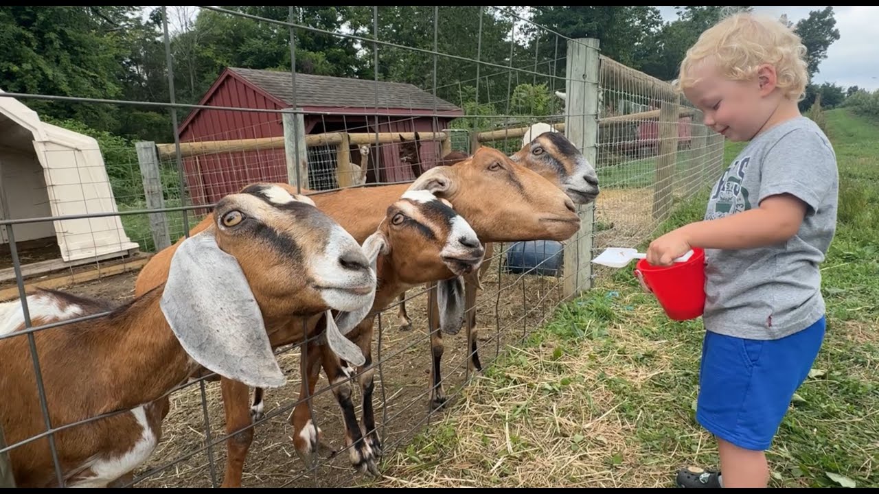 Our Epic Farm Adventure 🐐🐷🐔 | Feeding ALL the Animals! - YouTube