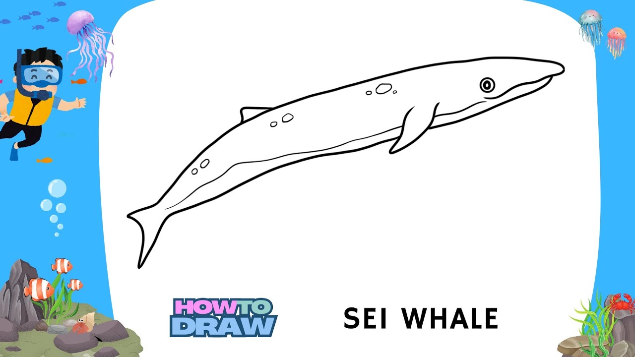 How to draw Sei Whale - YouTube