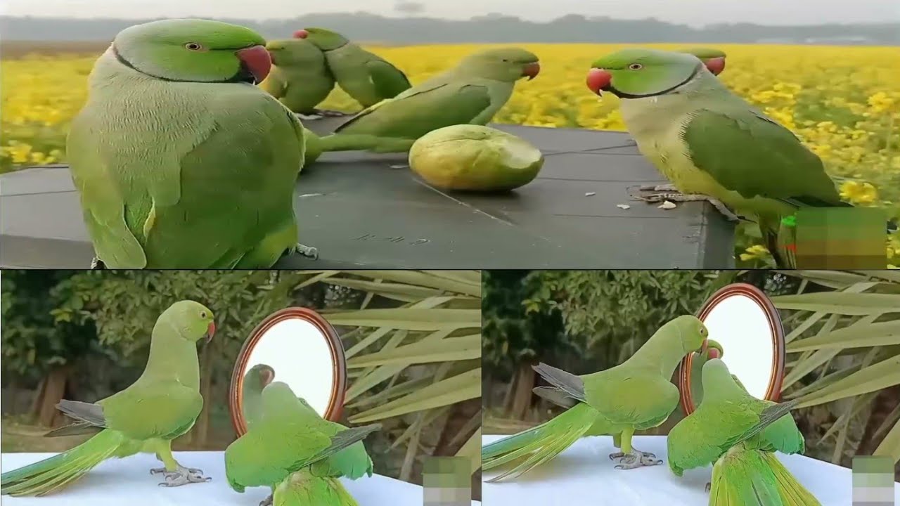 A beautiful view of the charming parrots - YouTube