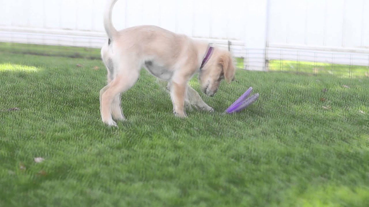 Maddie - 12 Week Smooth Coated Mini Goldendoodle - YouTube