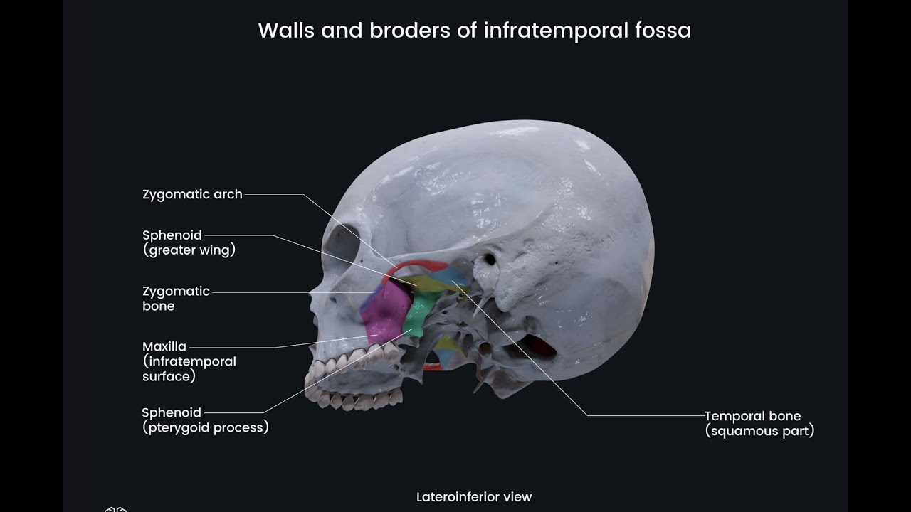 Infratemporal Fossa Anatomy | Muscles, Nerves & Blood Supply Explained ...