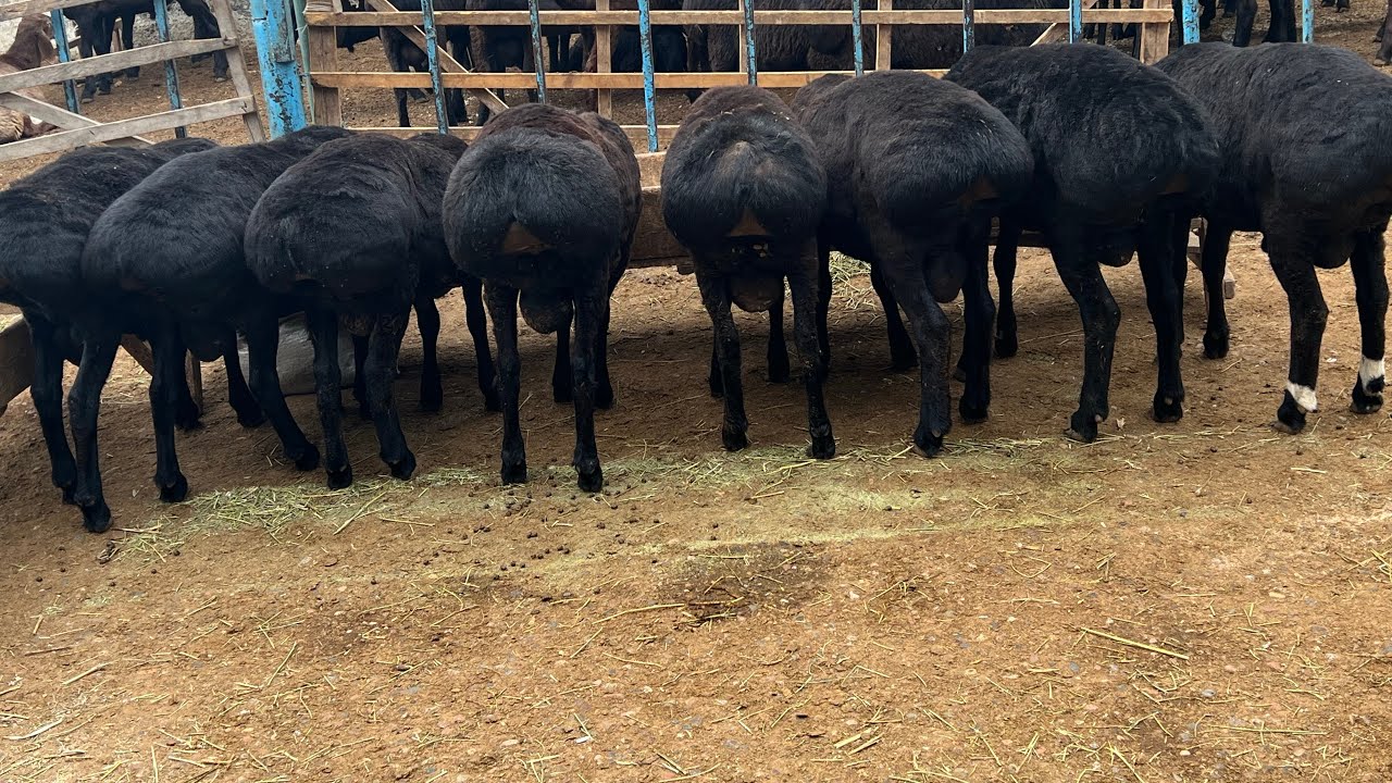 Qoqon optm qoy bozor yangi narhlar - YouTube