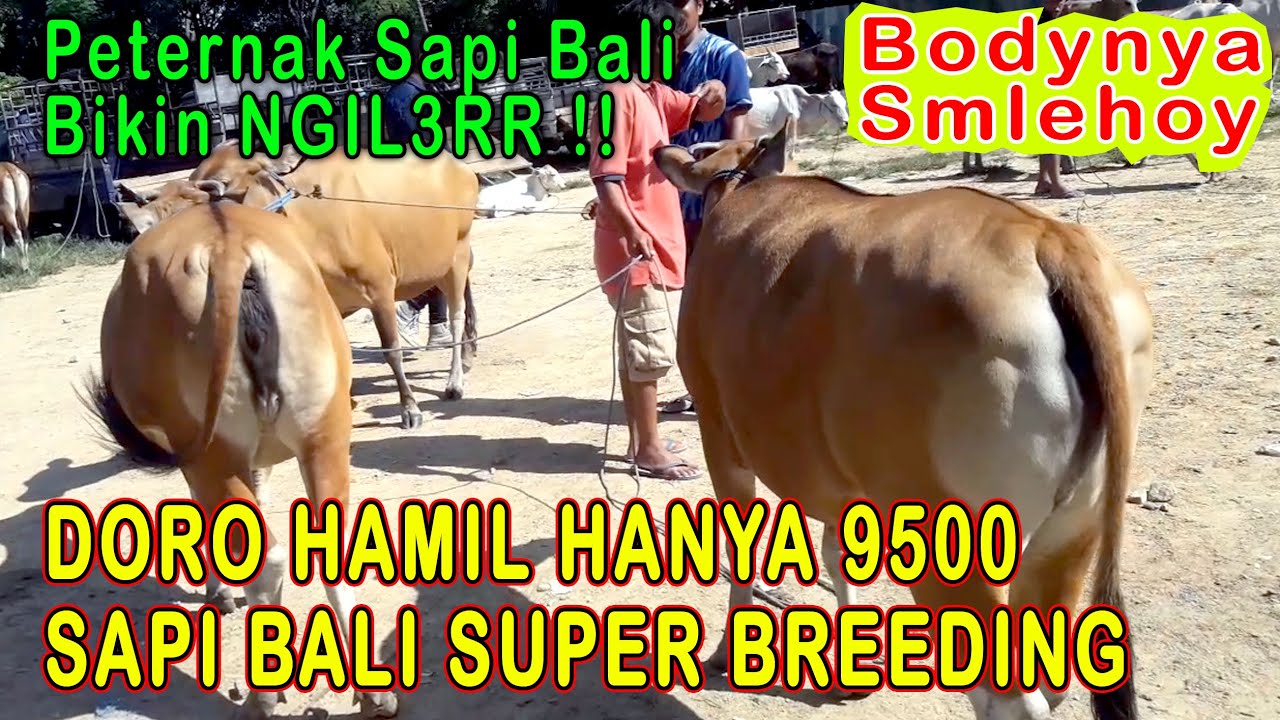Doro Bunting Smlehoy, Sapi Bali Super Breeding | breeding animals ...