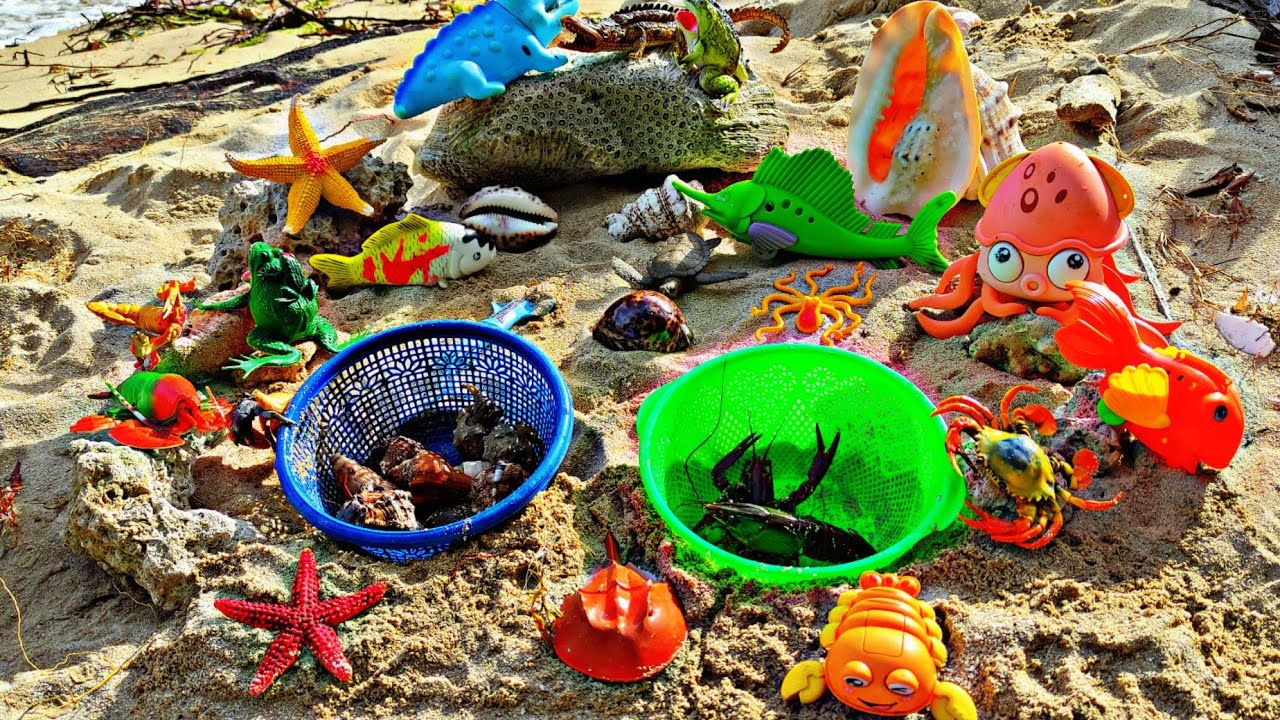 WOW SERU Menemukan,Kelomang Unik, Bintang laut, Lobster asli,keong ...