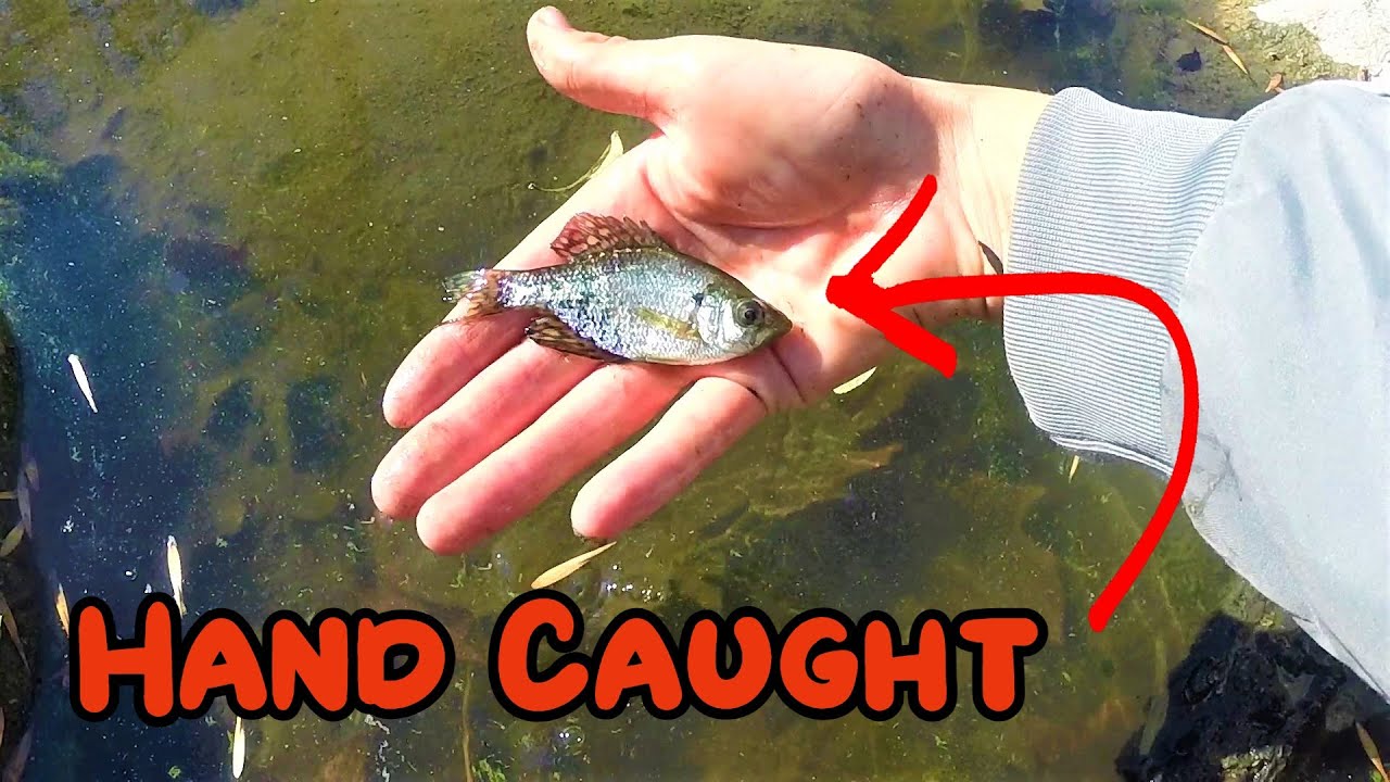 Catching Fish By Hand! - YouTube