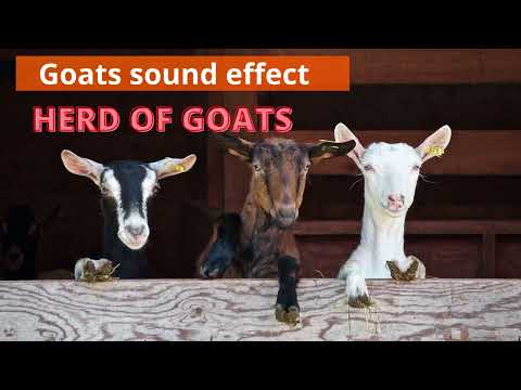 Goats sound effect - YouTube