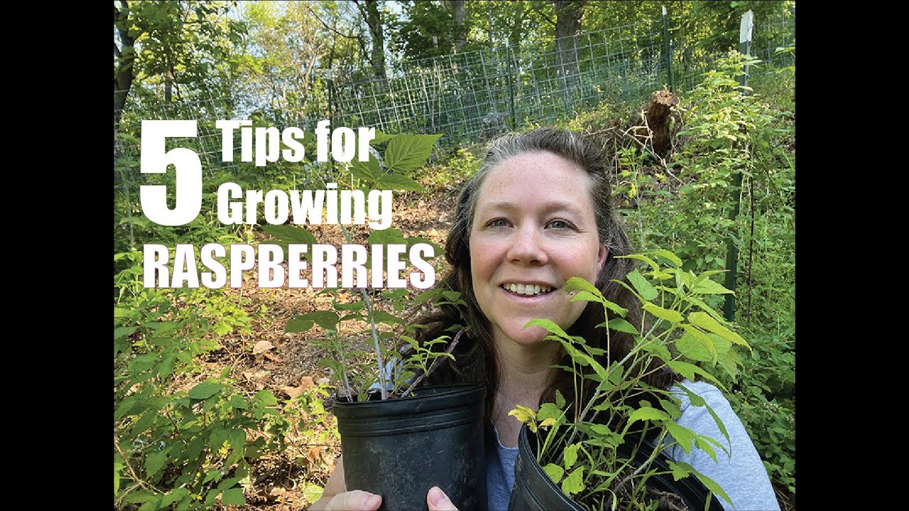 5 Tips for Growing Raspberries - YouTube