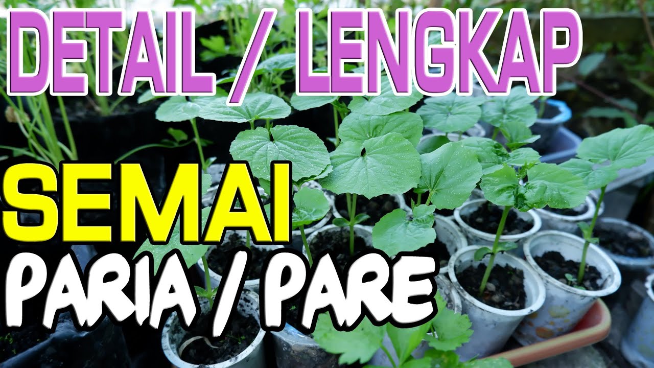 Cara Lengkap Menyemai Paria atau Pare - YouTube