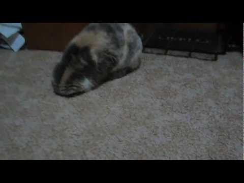 Cat With No Head (( Headless Cat )) - YouTube