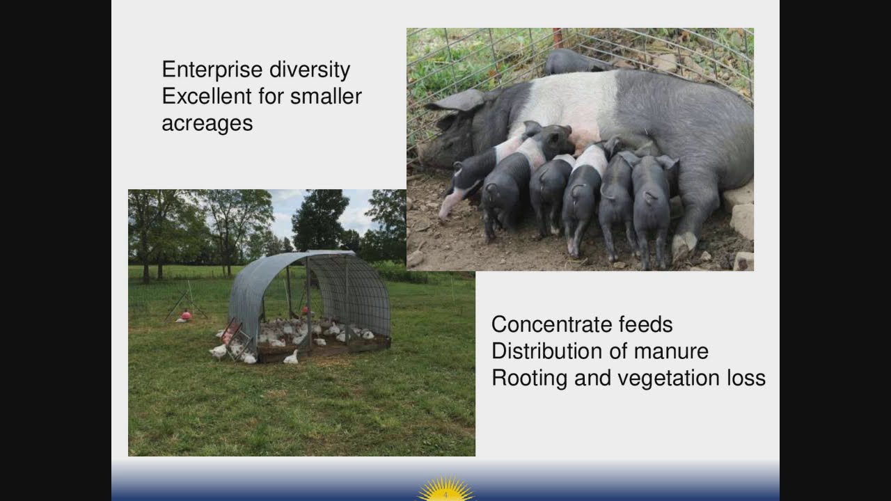 Practical Tips for Managing Pig-Poultry Rotational Grazing Webinar ...
