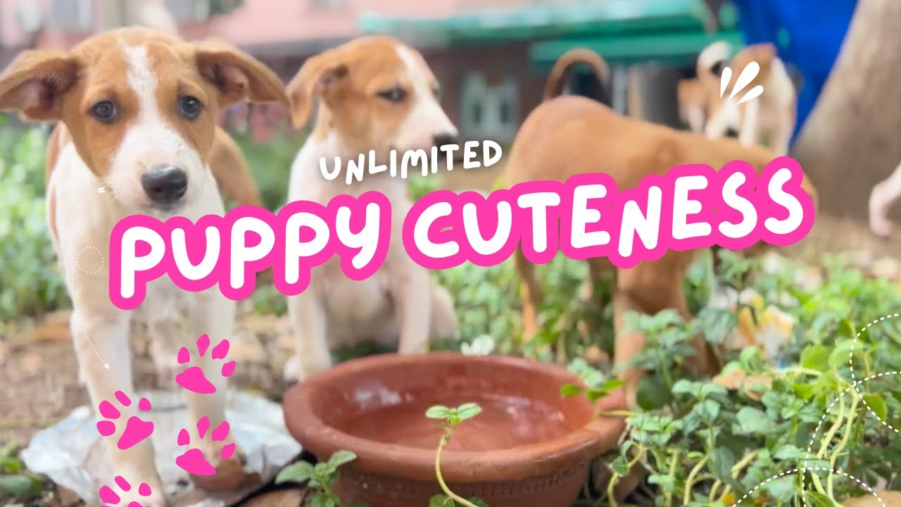 Escape To Puppy Paradise Unlock The World Of Unlimited Cuteness YouTube escape-to-puppy-paradise-unlock-the-world-of-unlimited-cuteness-youtube