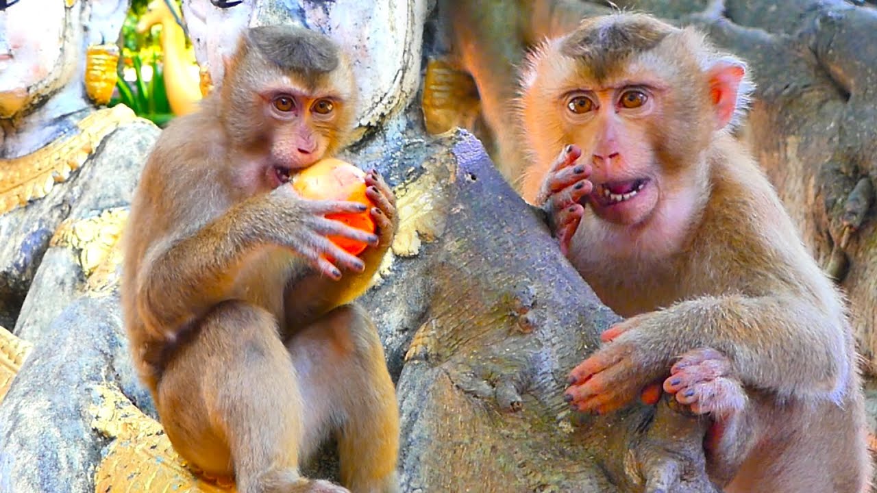 Handsome & clever monkey Saro is extremely delighted to get a lot of ...
