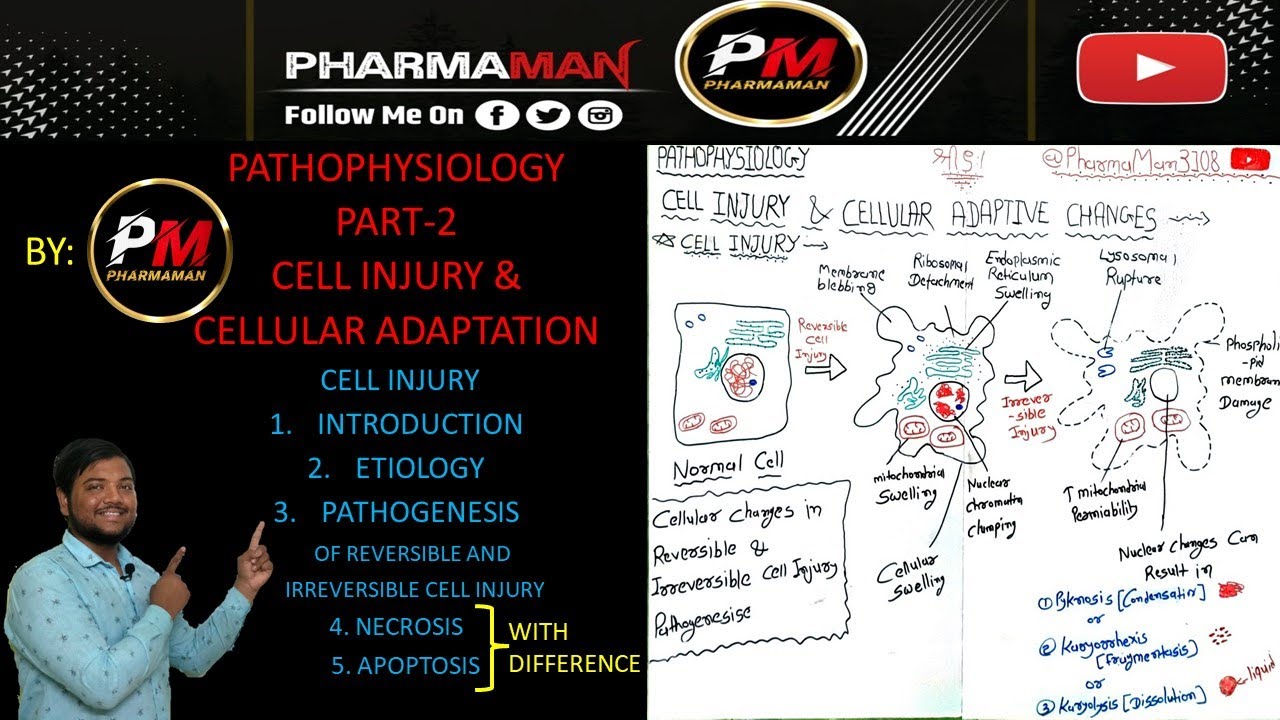 PART-2 CELL INJURY & CELLULAR ADAPTATION || CELL INJURY ...