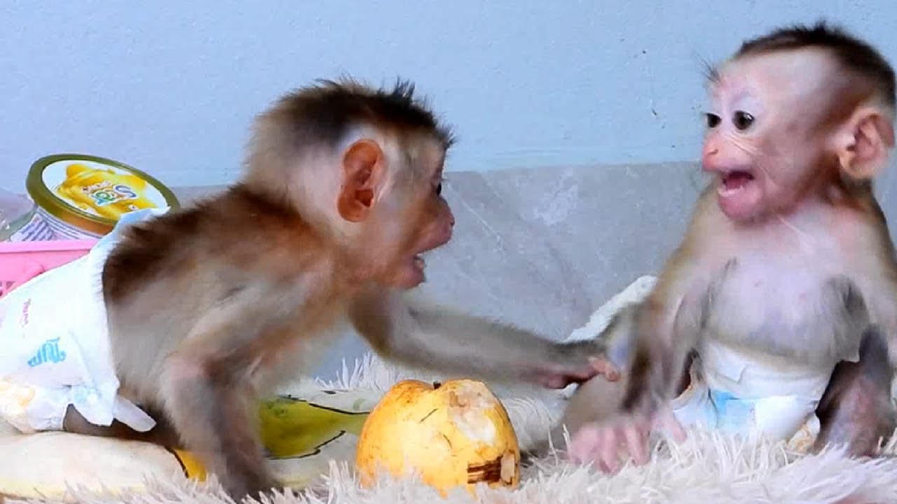 The two always do not get along, especially Vicky - YouTube