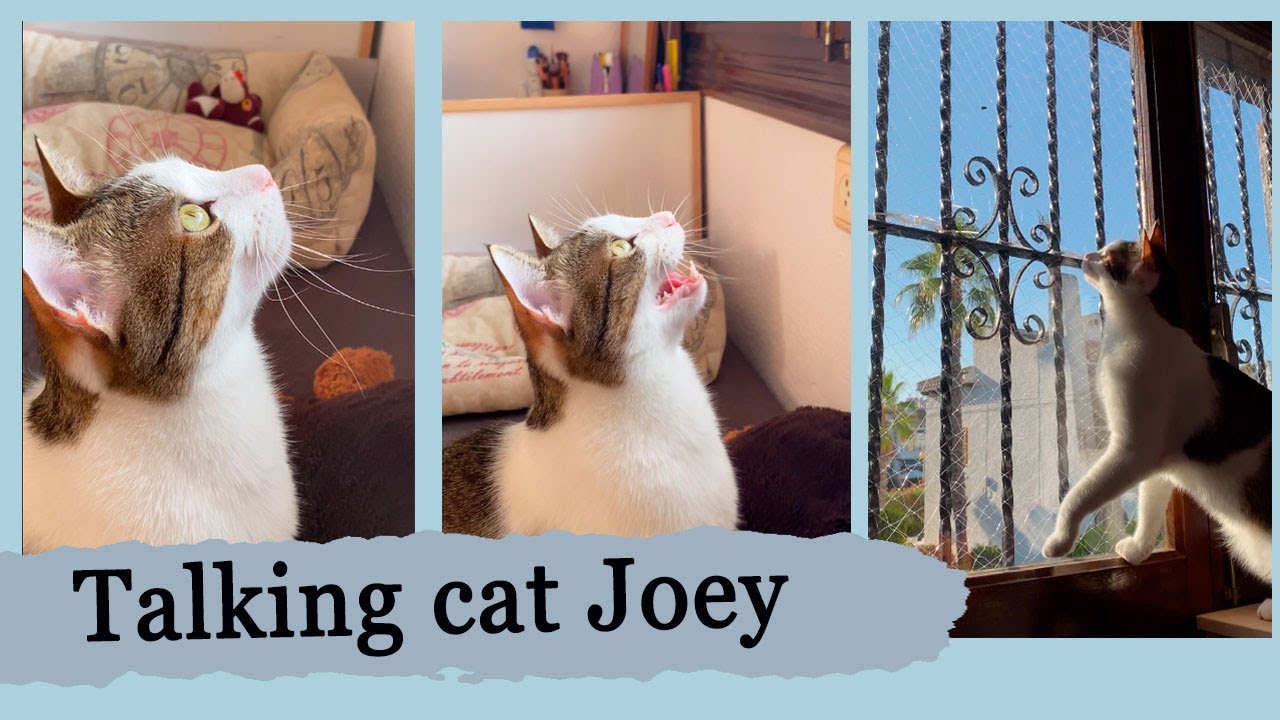 Talking cat Joey | cat Joey's life story - YouTube
