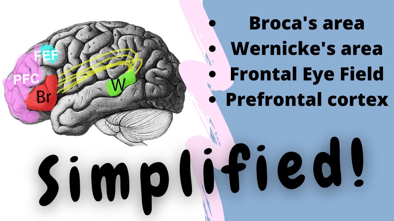 Broca's area | Wernicke's area | Language | FEF | Dr Doris - Air ...
