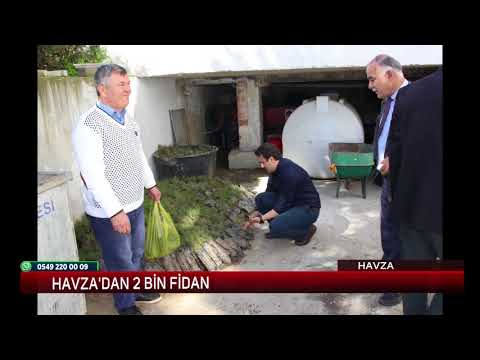 Havza'dan 2 bin fidan
