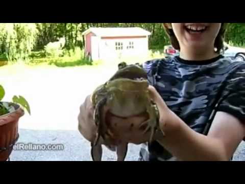 El sapo mas grande del mundo 2013 - YouTube
