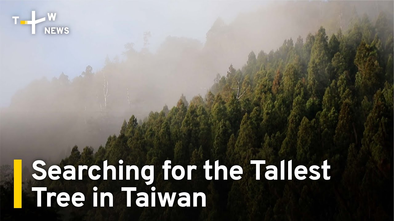 Searching for the Tallest Tree in Taiwan | TaiwanPlus News - YouTube