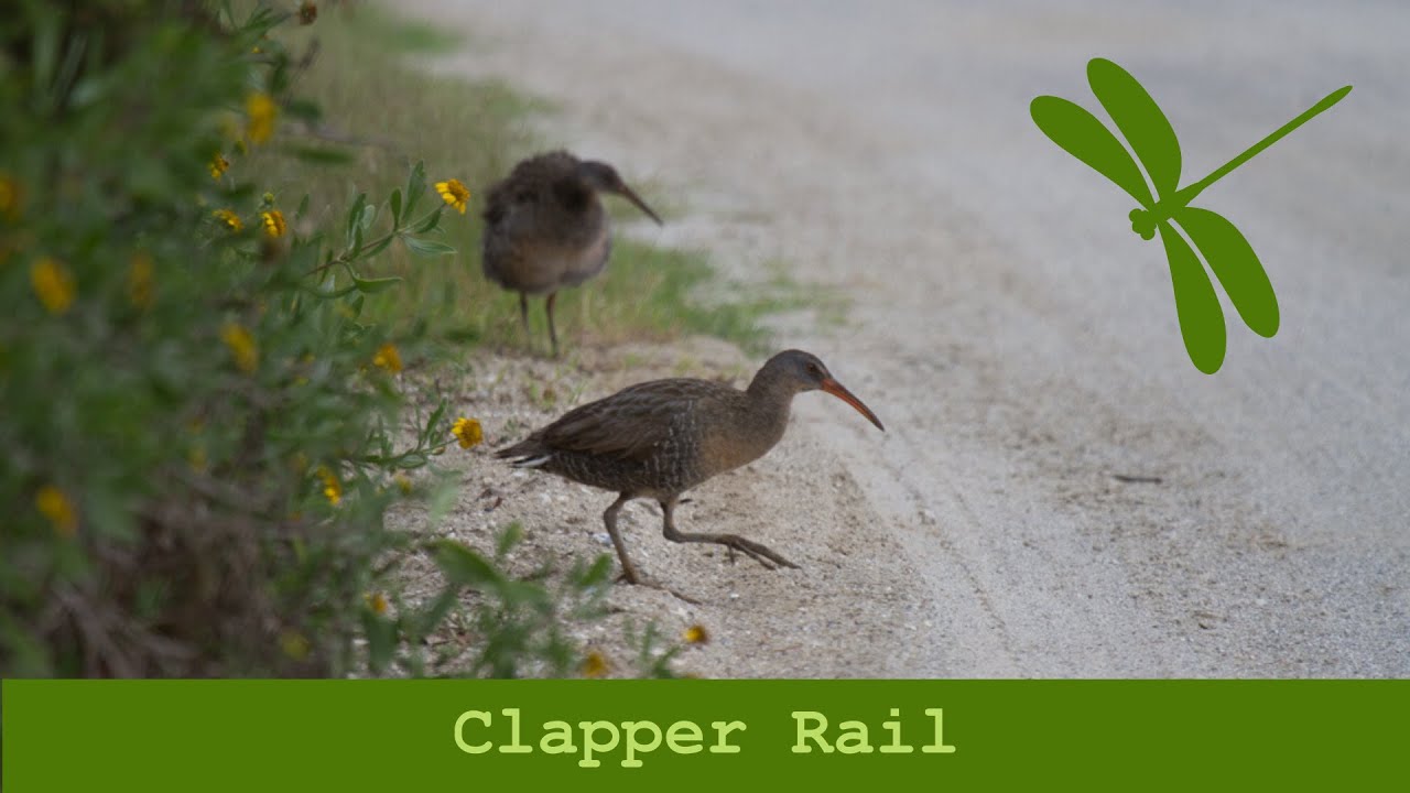 Clapper Rail - YouTube