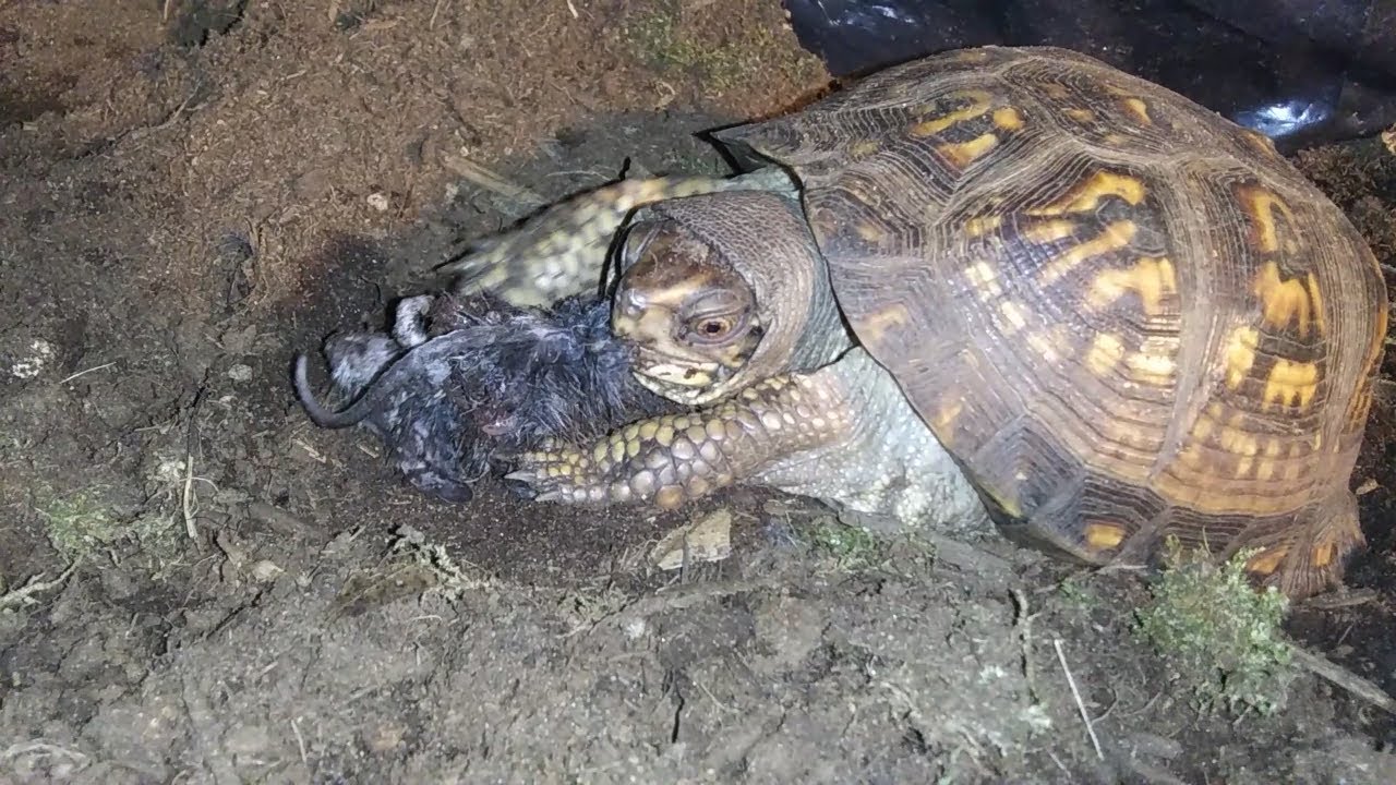 Eastern Box Turtle Eats a Mouse - YouTube