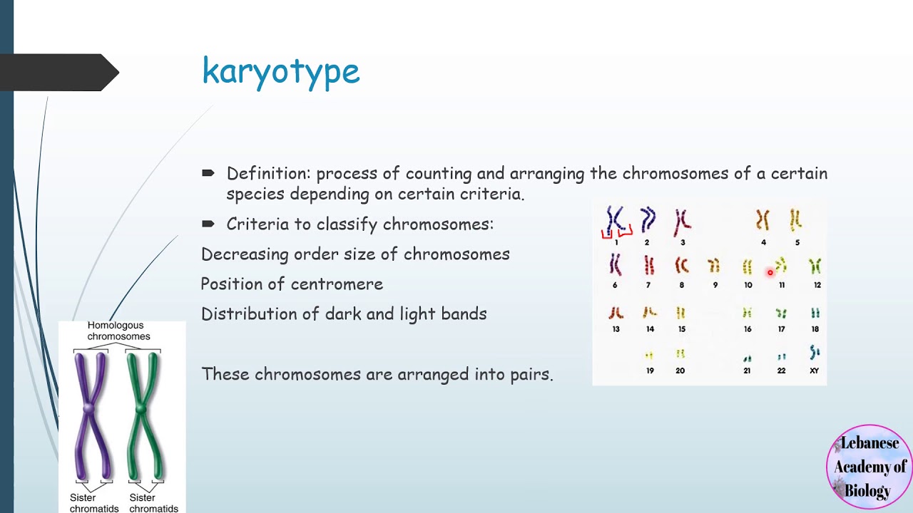 Karyotype Definition Why Do Couples With Infertility Need To Have A