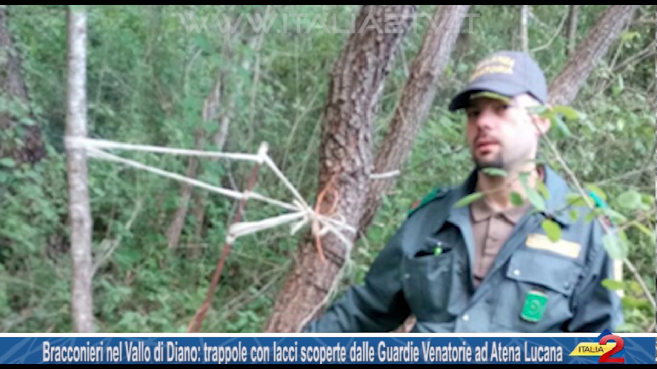 Bracconieri nel Vallo di Diano: trappole con lacci scoperte dalle ...