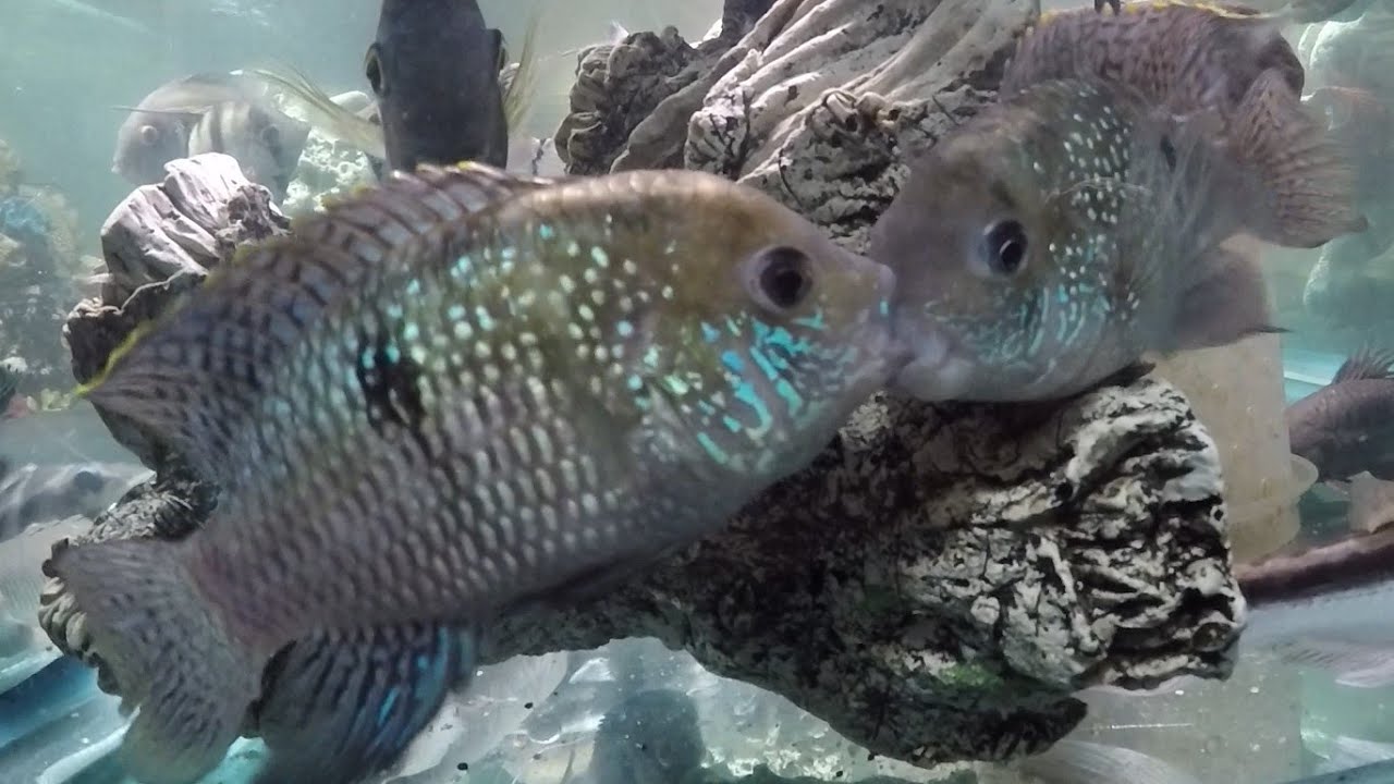 Acara revolt? Sudden fight of the alleged pair of blue acara. Are they ...